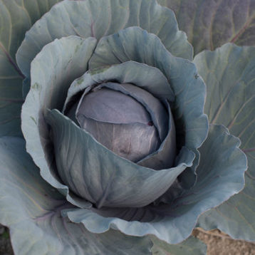 Cabbage – Red Express – Urban Seedling