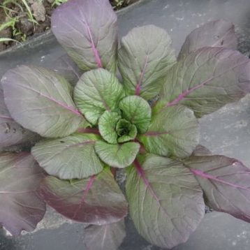 Asian Greens – Tatsoi Rainbow – Urban Seedling