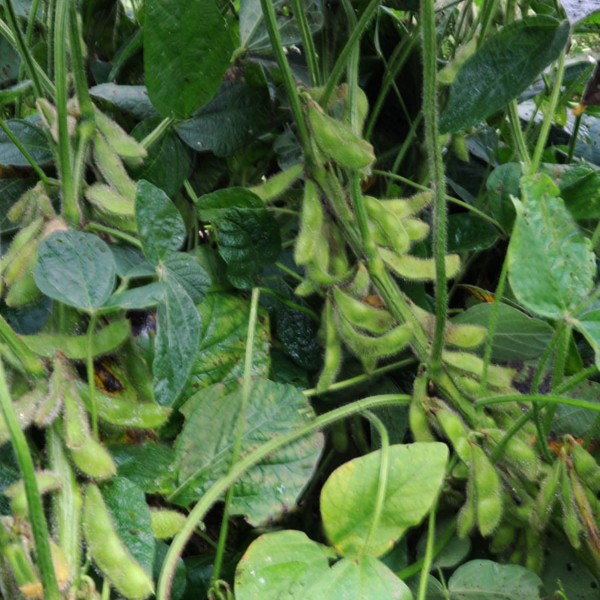 Bean – Edamame Envy Soya – Urban Seedling