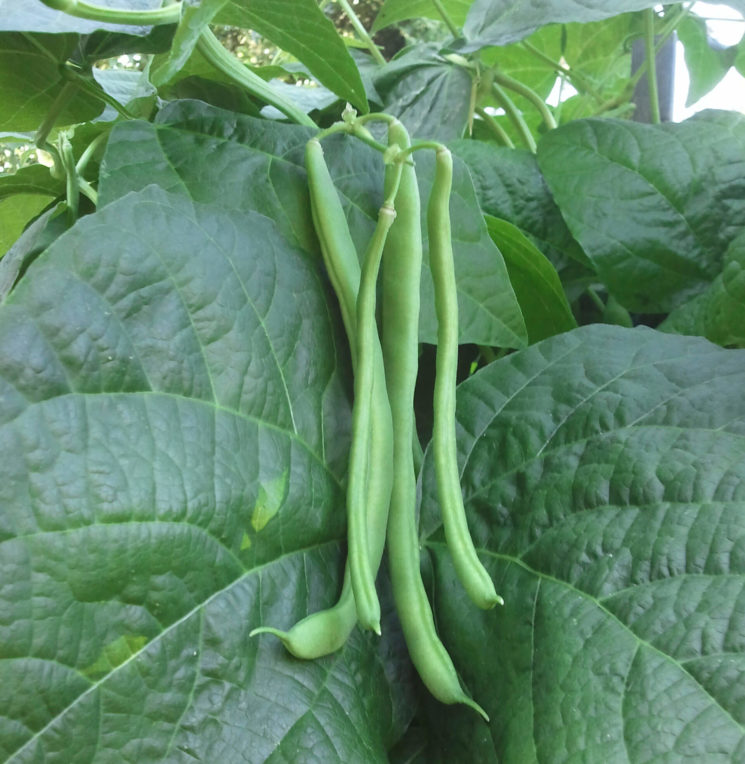 Bean – Kentucky Wonder Pole Beans – Urban Seedling