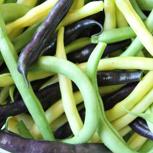 Bean – Snap Bush Bean Mix – Urban Seedling