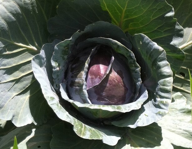 Asian Greens – Bok Choi Shanghai Green – Urban Seedling