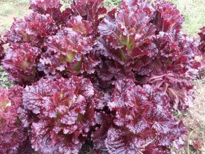 Lettuce Merlot – Urban Seedling