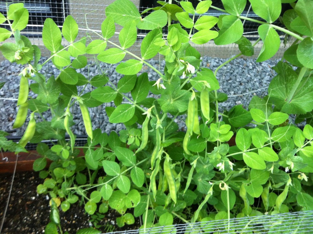 Pea – Oregon Sugar Pod – Urban Seedling