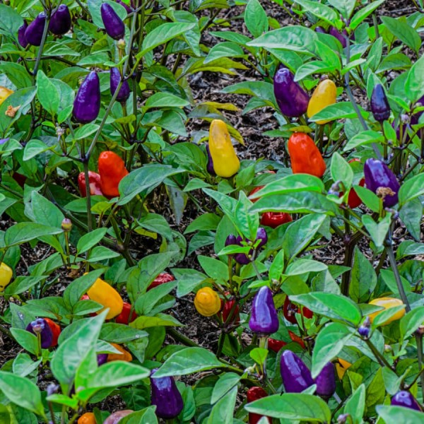 Pepper, Hot – Chinese 5 Colour – Urban Seedling