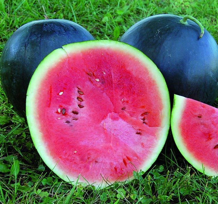 Melon – Blacktail Watermelon – Urban Seedling