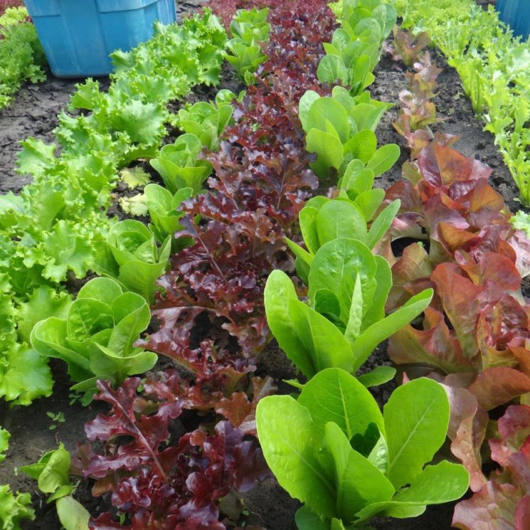 Lettuce – Mix – Urban Seedling