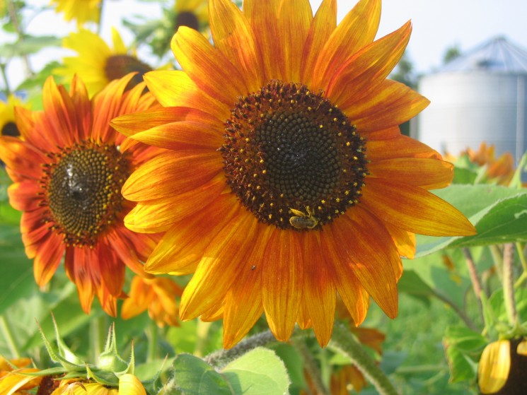 Sunflower – Mix – Urban Seedling