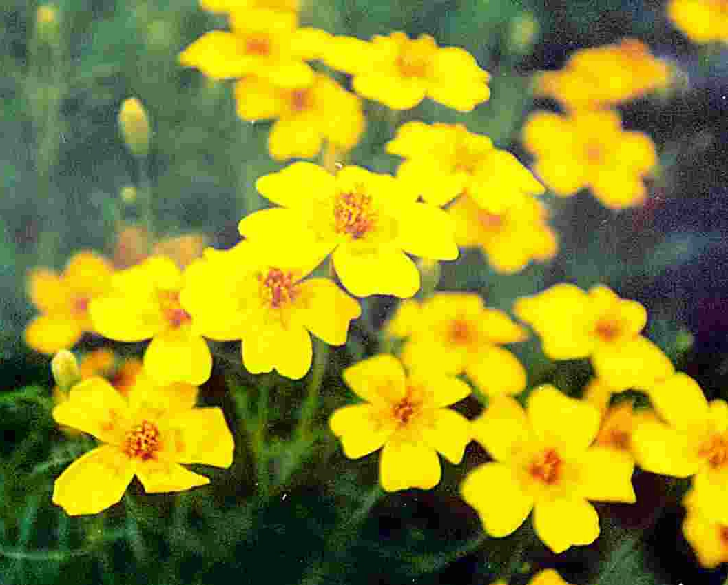 Marigold – Lemon Gem – Urban Seedling