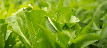 Bolting explained – Urban Seedling