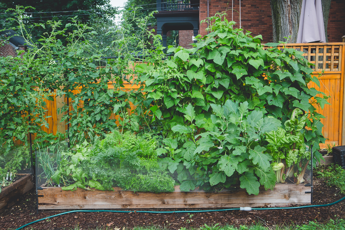 Custom Vegetable Garden Urban Seedling