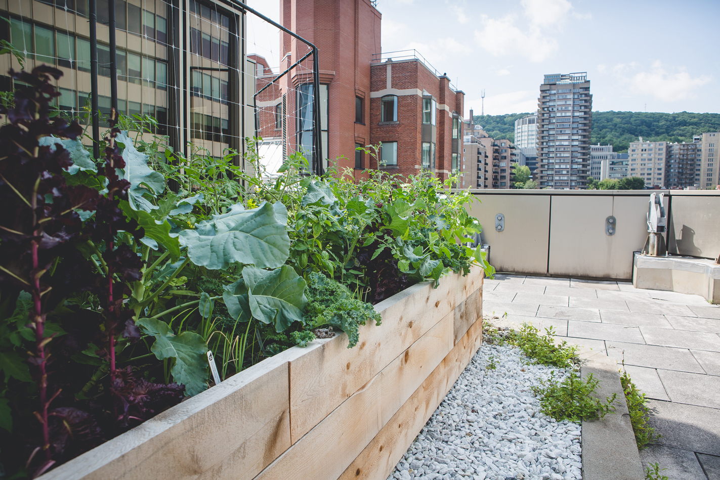 Tailored Vegetable Garden – Urban Seedling