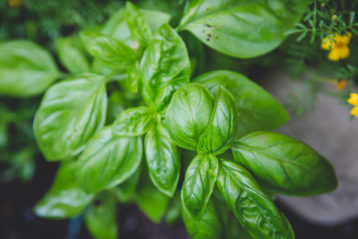INDOOR BASIL PROJECT – Urban Seedling