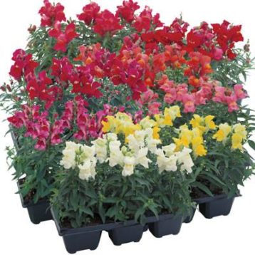 Snapdragon Mixed colours – Urban Seedling