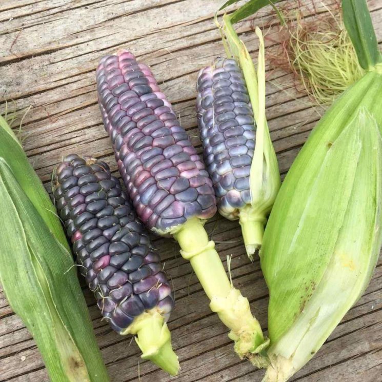 Corn – Sweet Blue Jade – Urban Seedling