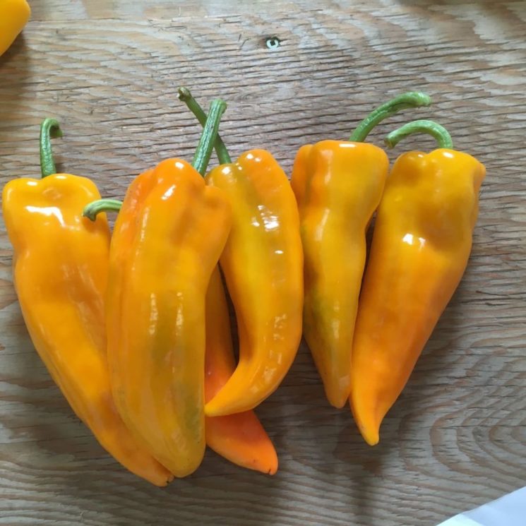 Pepper, Sweet – Gatherer’s Gold – Urban Seedling
