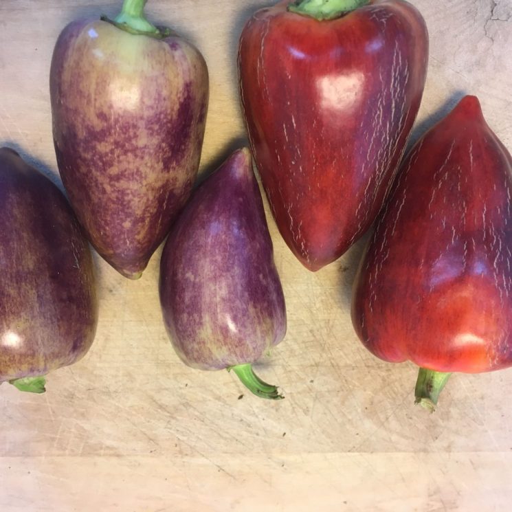 Pepper, Sweet – Violet Sparkle – Urban Seedling