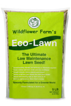 Eco-Lawn Seed – Urban Seedling