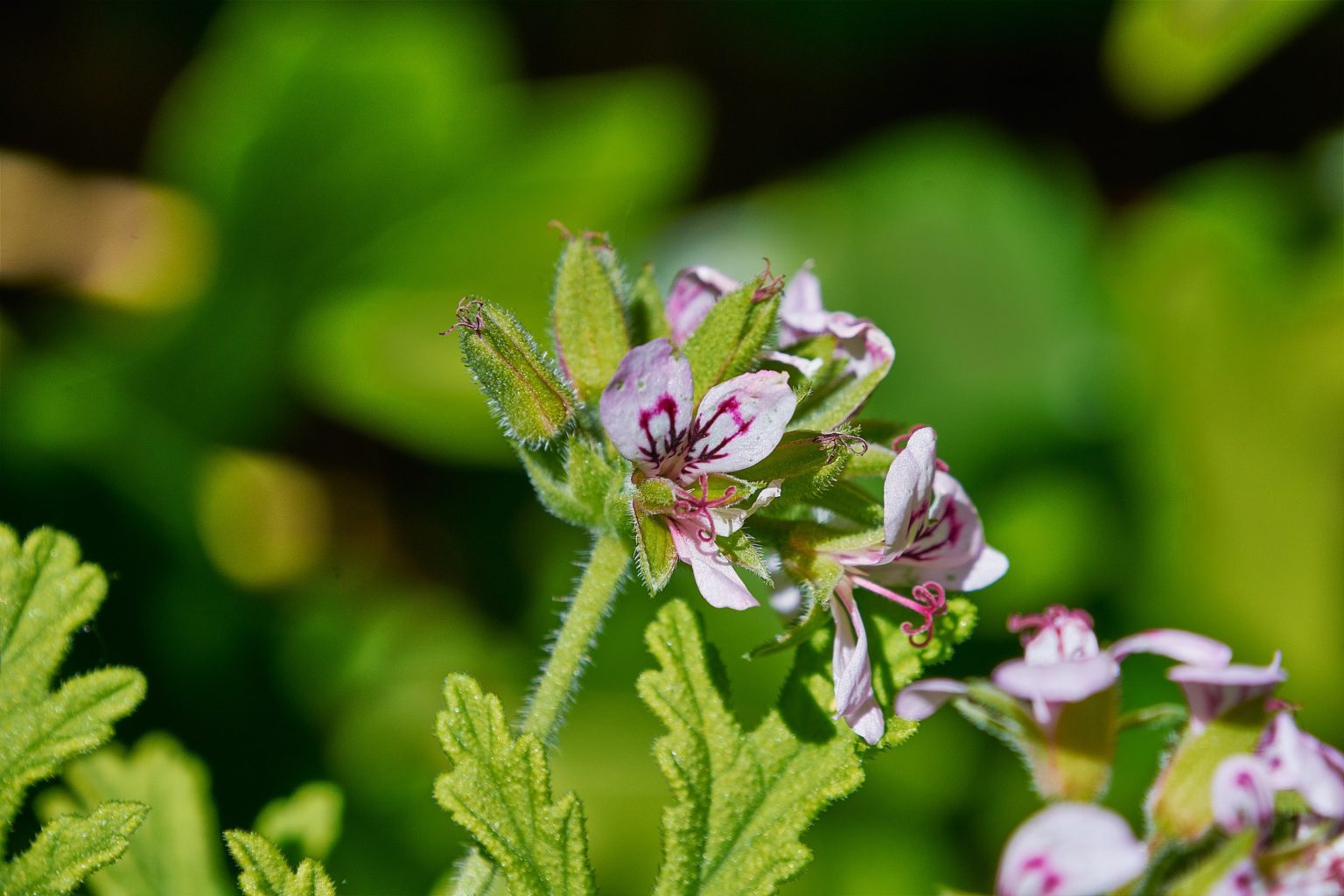 Geranium – Citron Crispum – Urban Seedling