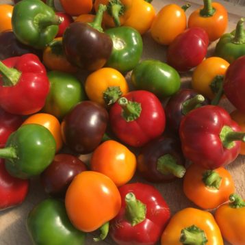 Hot Pepper – Alma paprika – Urban Seedling