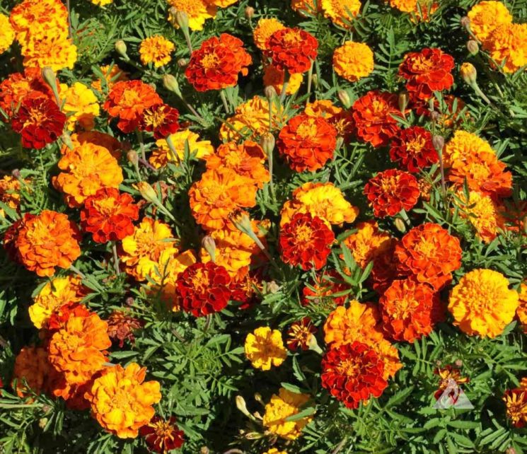 Marigold Mix – Urban Seedling