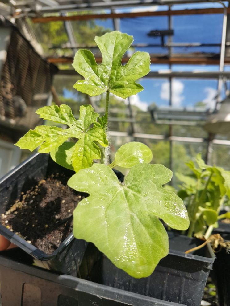 Santropol Roulant Mini Love Melon – Urban Seedling