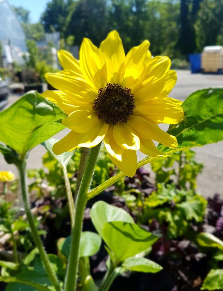 Santropol Roulant sunflower – Urban Seedling