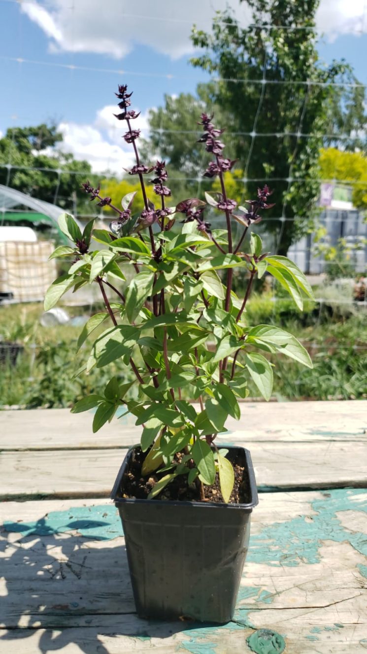 Santropol Roulant Thai Basil – Urban Seedling