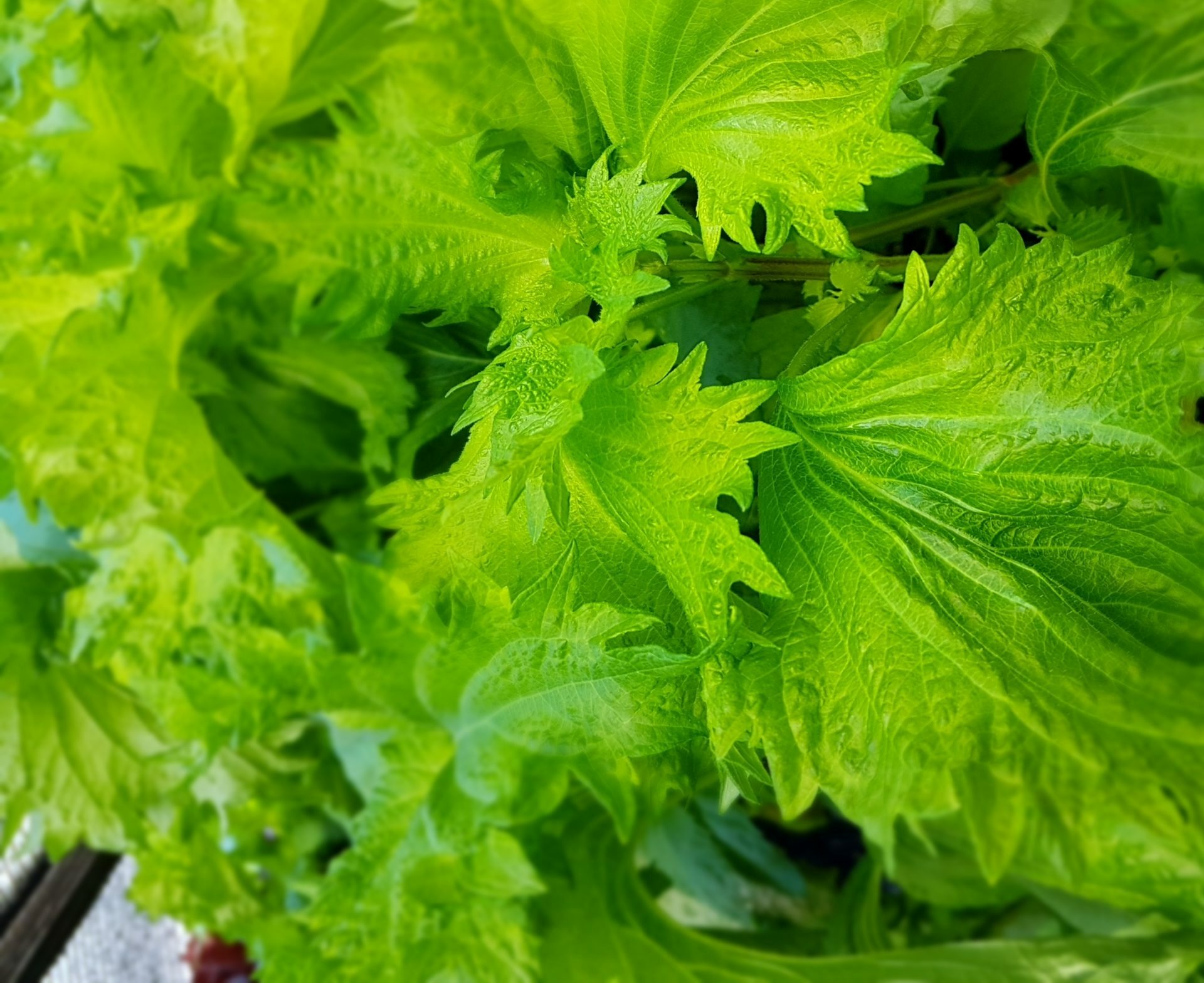 Shiso – Aojiso, Green – Urban Seedling