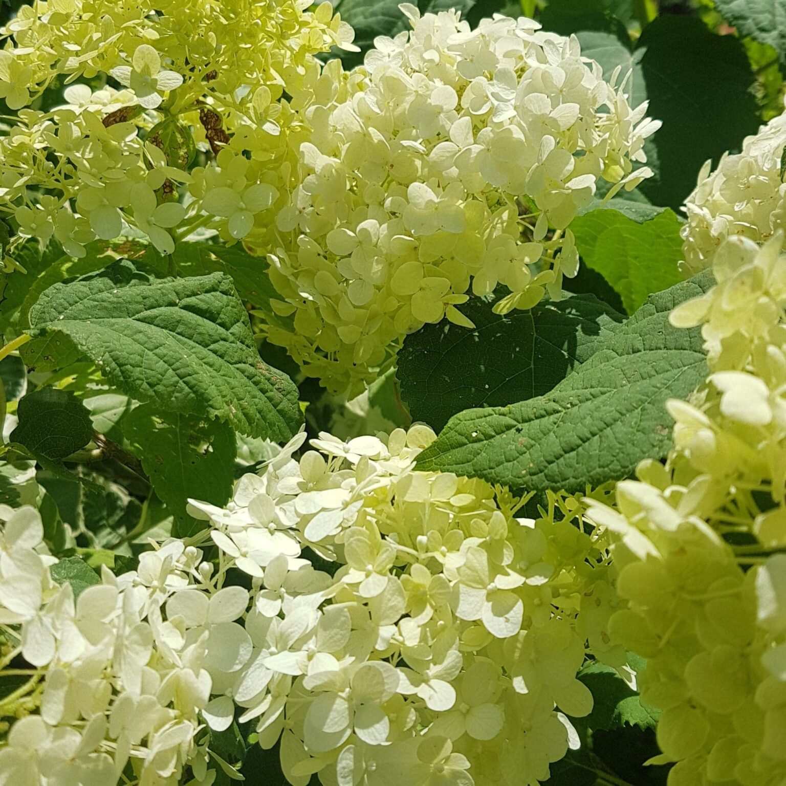 Hydrangea – Assorted – 10 gallon – Urban Seedling