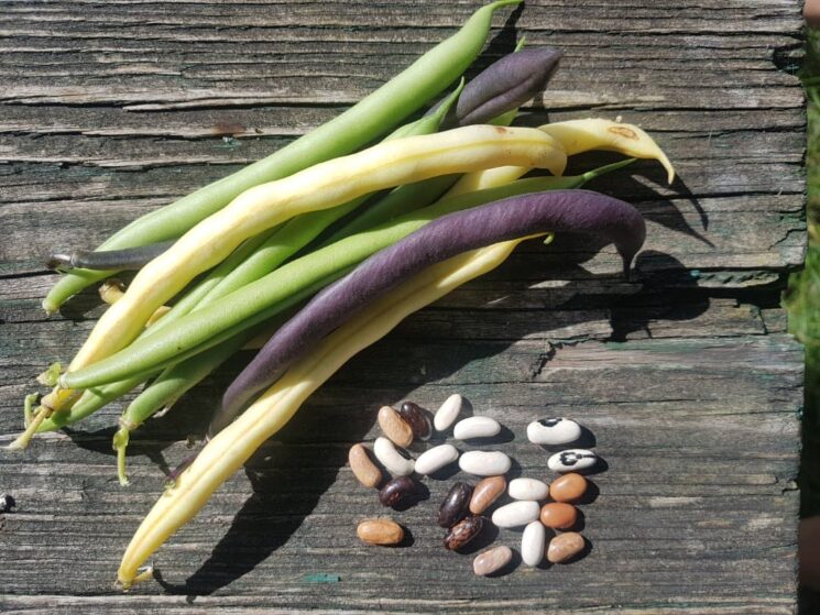 Bush Bean Mix – Urban Seedling