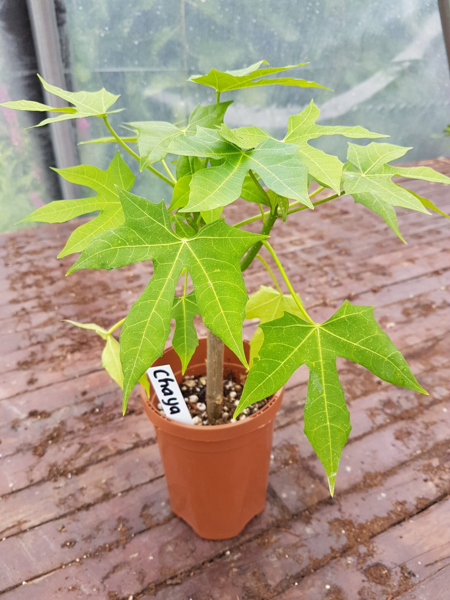 Chaya (Tree Spinach) – Urban Seedling