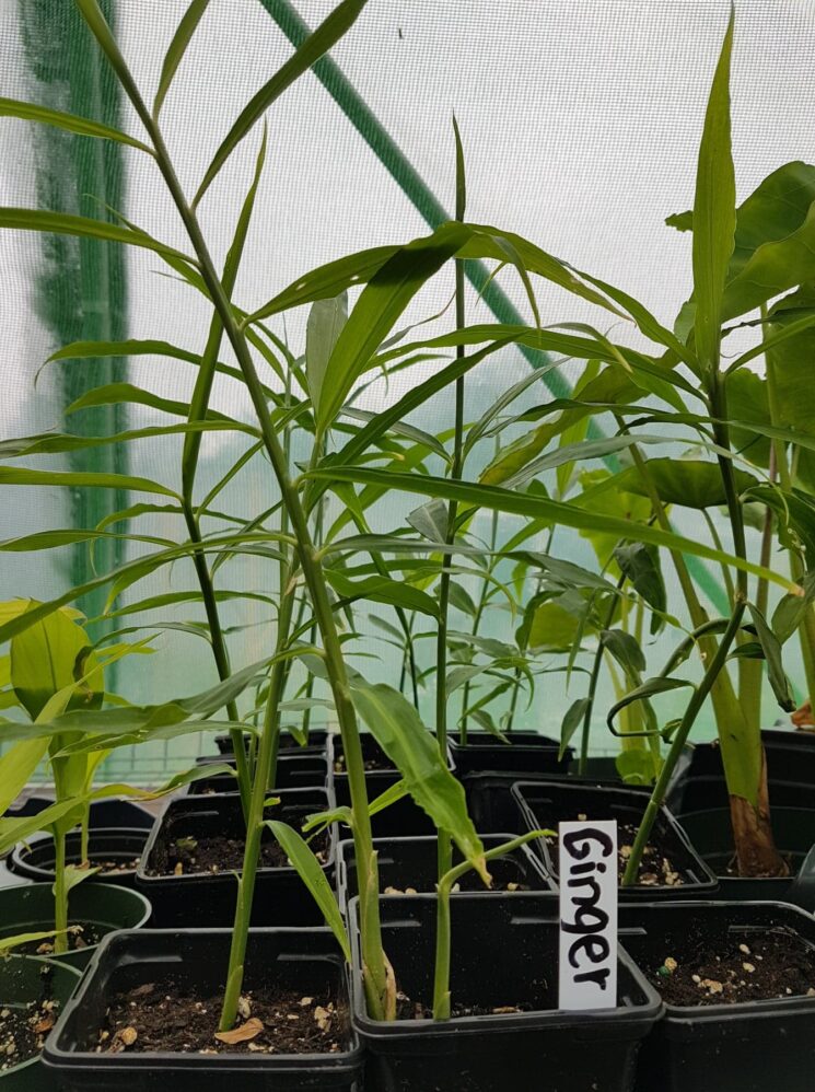 Ginger – Urban Seedling