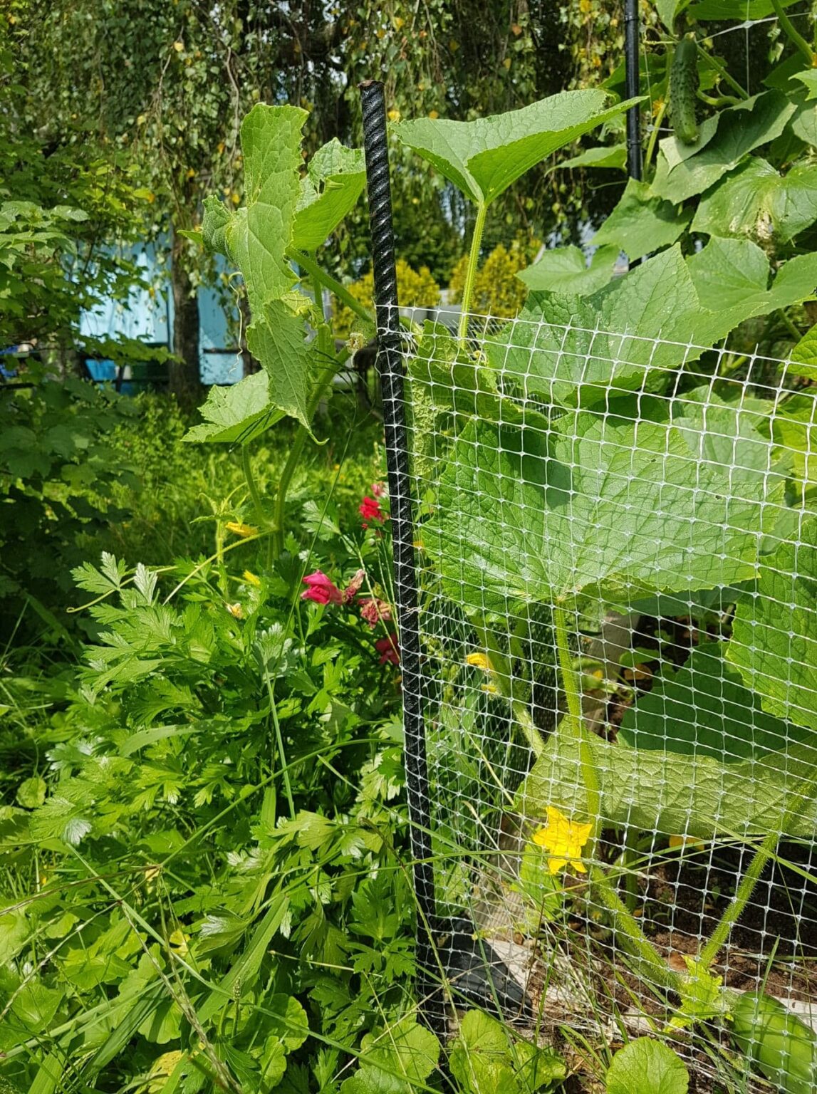 Rebar Fence Posts – Urban Seedling