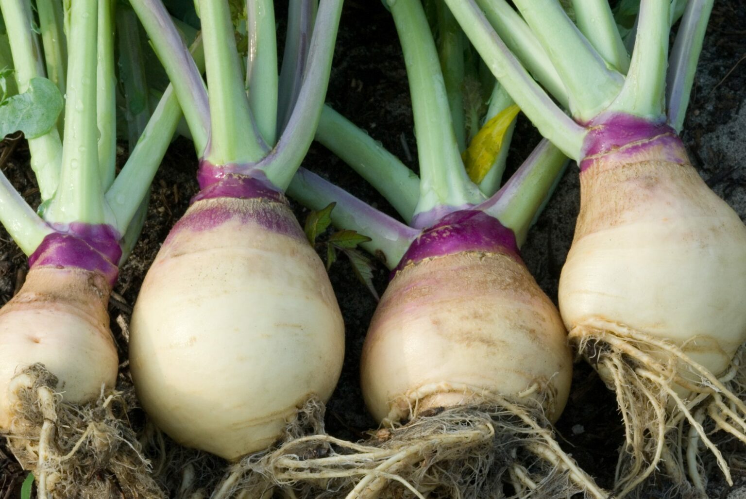 Rutabaga – Urban Seedling