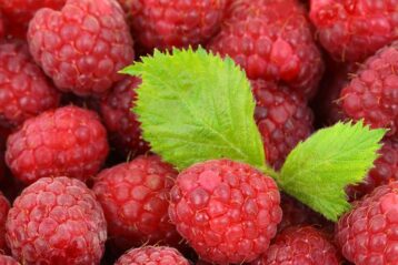 Raspberry – Nova – Urban Seedling