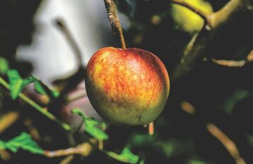 Apple Tree – Prima – Urban Seedling