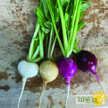 Radish – Tournesol Mix – Urban Seedling