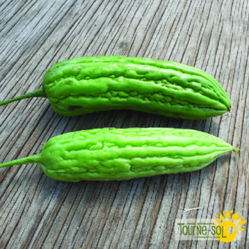 Melon – Bitter Margose – Urban Seedling