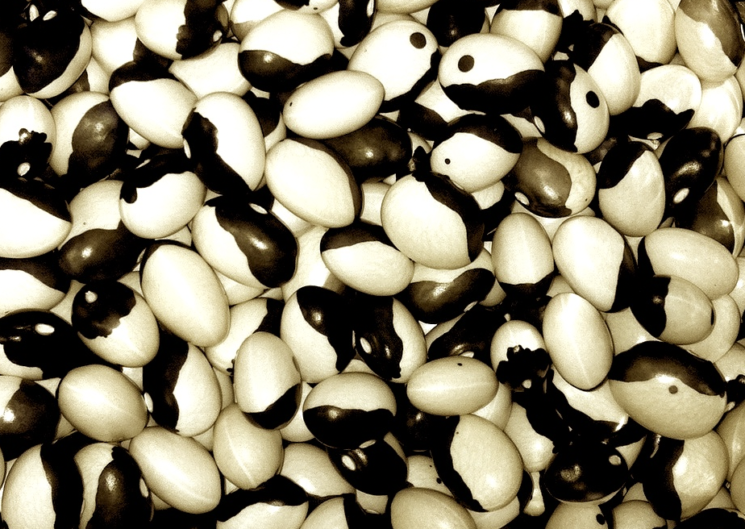 Bean – Orca Dry Bush bean – Urban Seedling