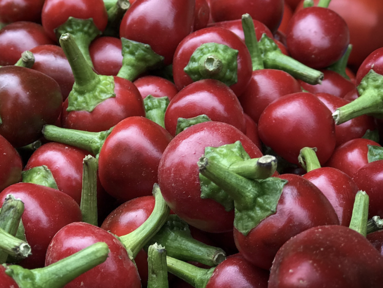 Hot Pepper – Cherry Bomb – Urban Seedling