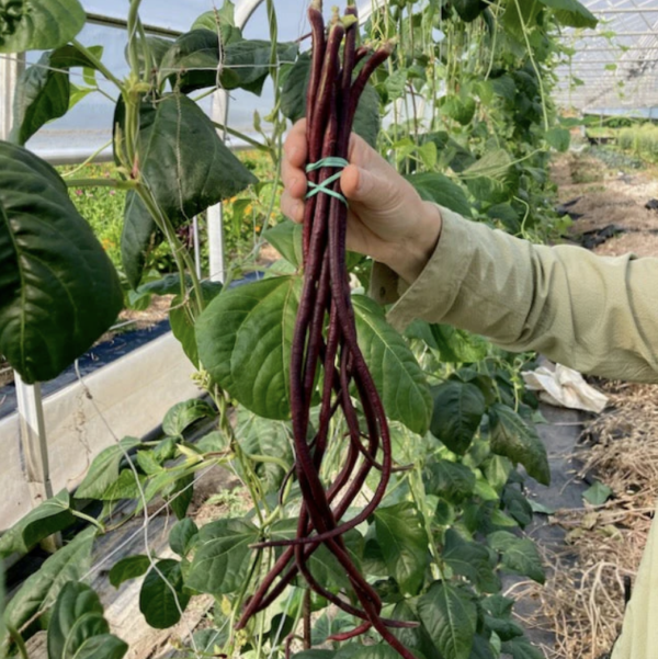 Dolique Asparagus Red Noodle bean – Urban Seedling